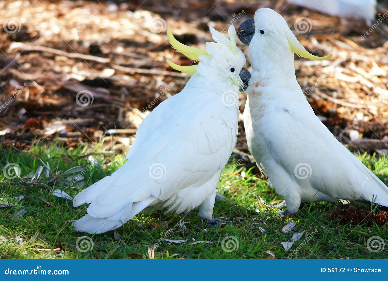 Canoodling cockatoos stock photo. Image of nature, cockatoos - 59172
