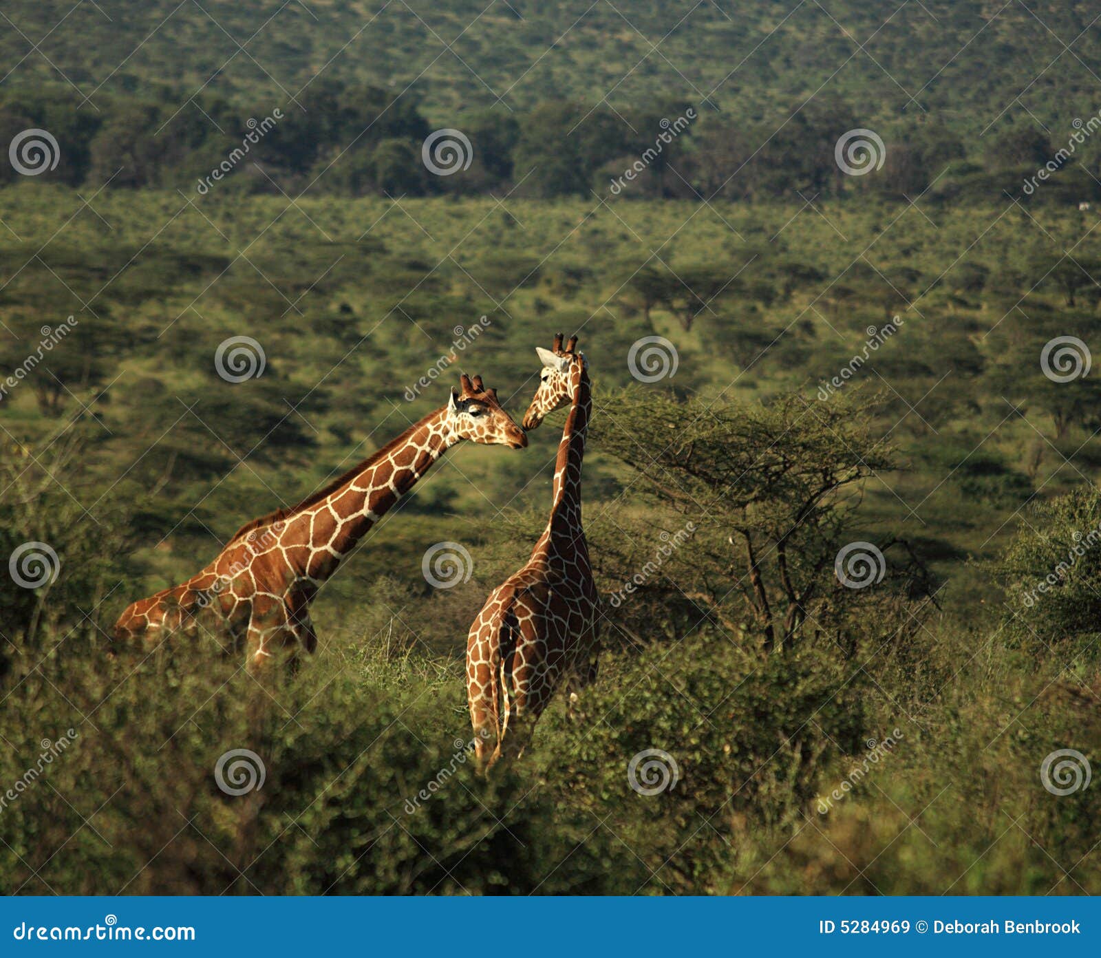 Canoodling giraffe stock image. Image of legs, national - 5284969