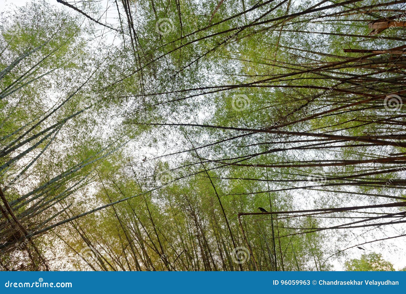 Canopy Against the Sky Formed by Tall Bamboo Trees Stock Image - Image ...