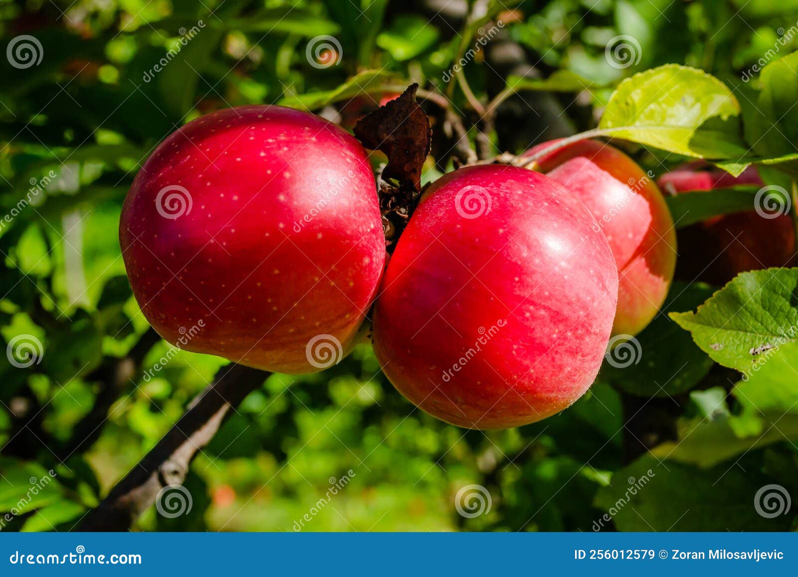 Canopy of an Apple Tree with Ripe Red Fruits Stock Image - Image of ...