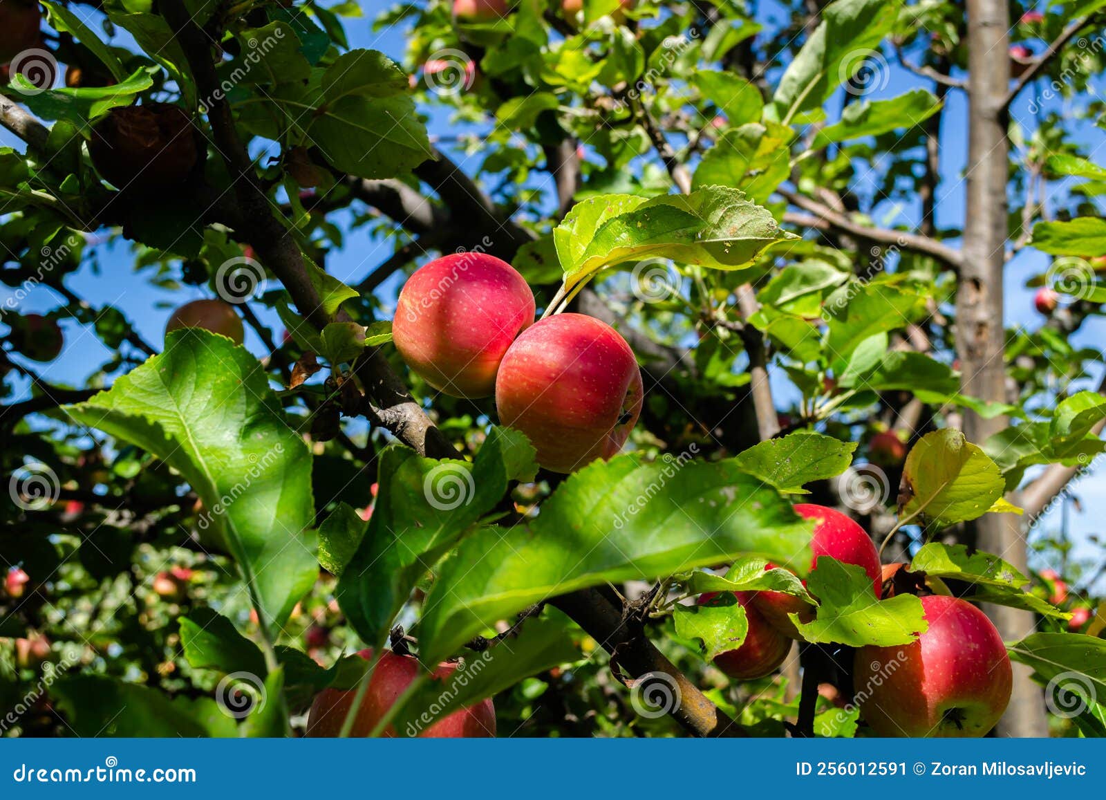 Canopy of an Apple Tree with Ripe Red Fruits Stock Image - Image of ...
