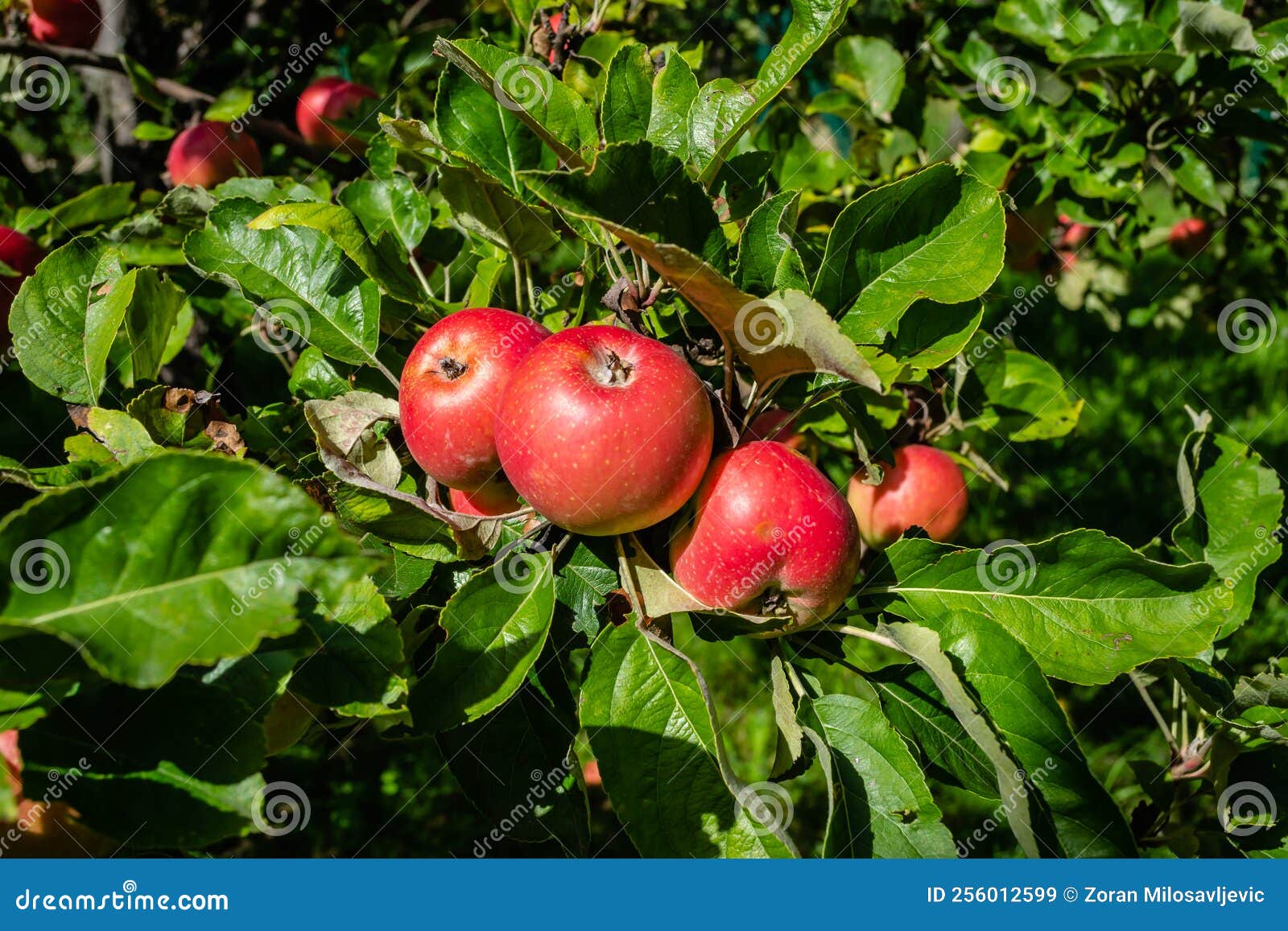 Canopy of an Apple Tree with Ripe Red Fruits Stock Image - Image of ...