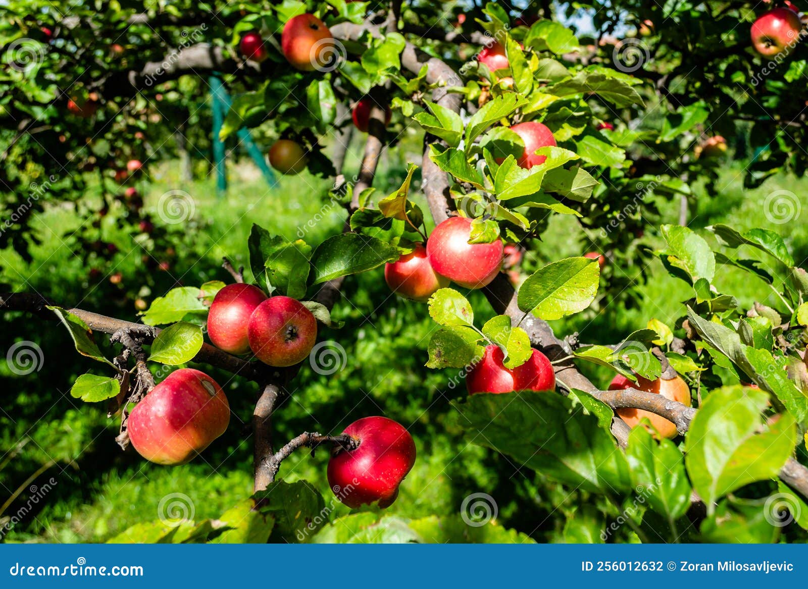 Canopy of an Apple Tree with Ripe Red Fruits Stock Photo - Image of ...