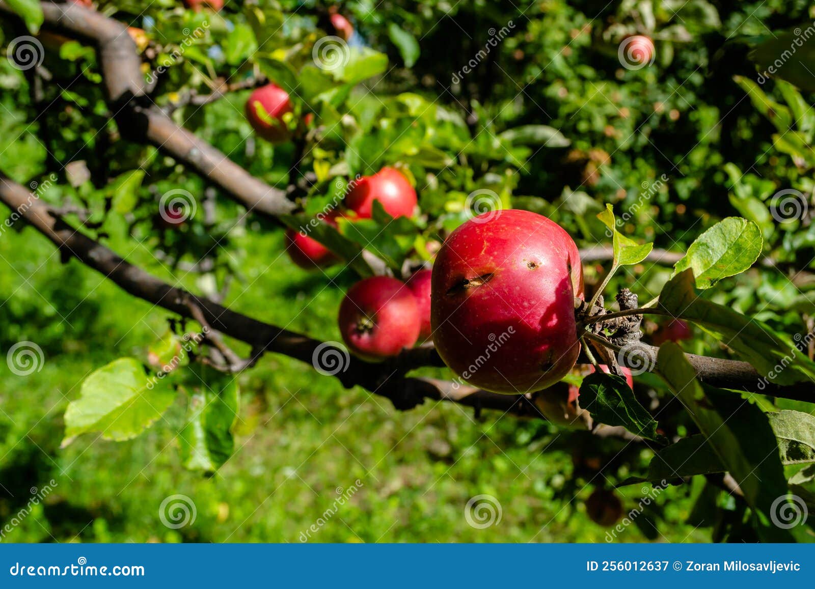 Canopy of an Apple Tree with Ripe Red Fruits Stock Image - Image of ...