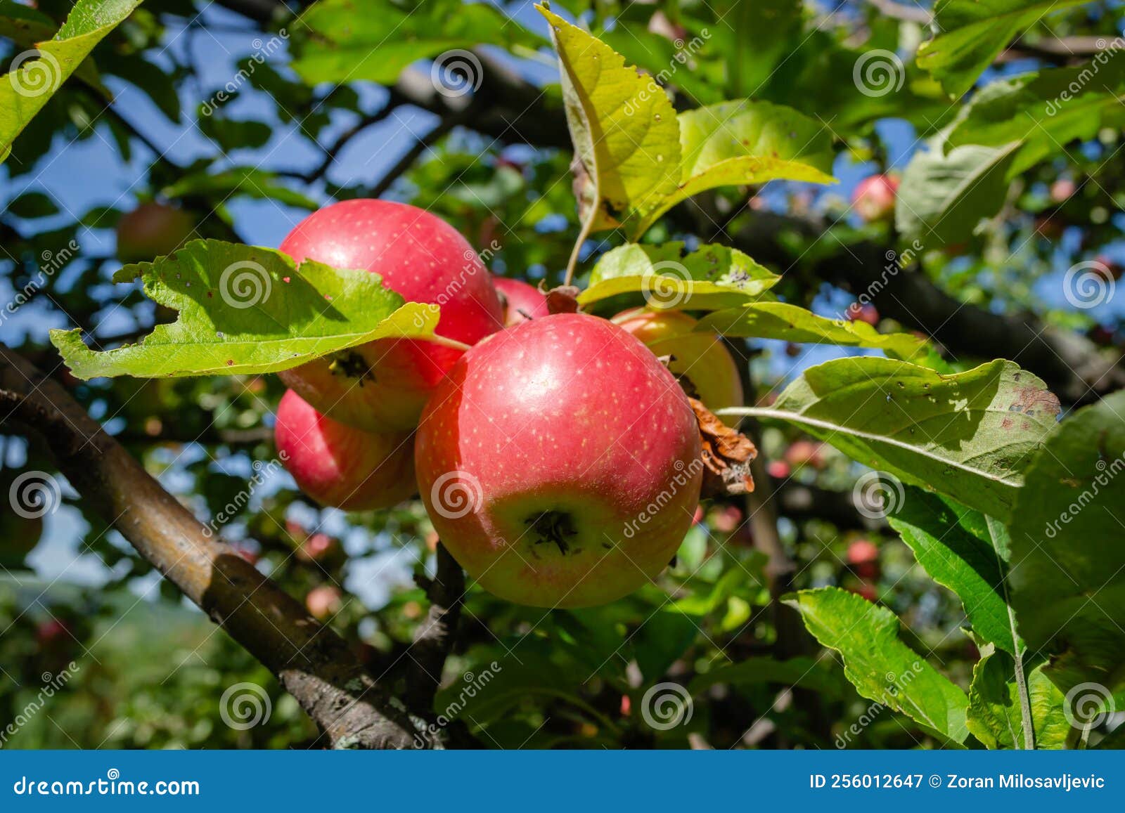 Canopy of an Apple Tree with Ripe Red Fruits Stock Image - Image of ...
