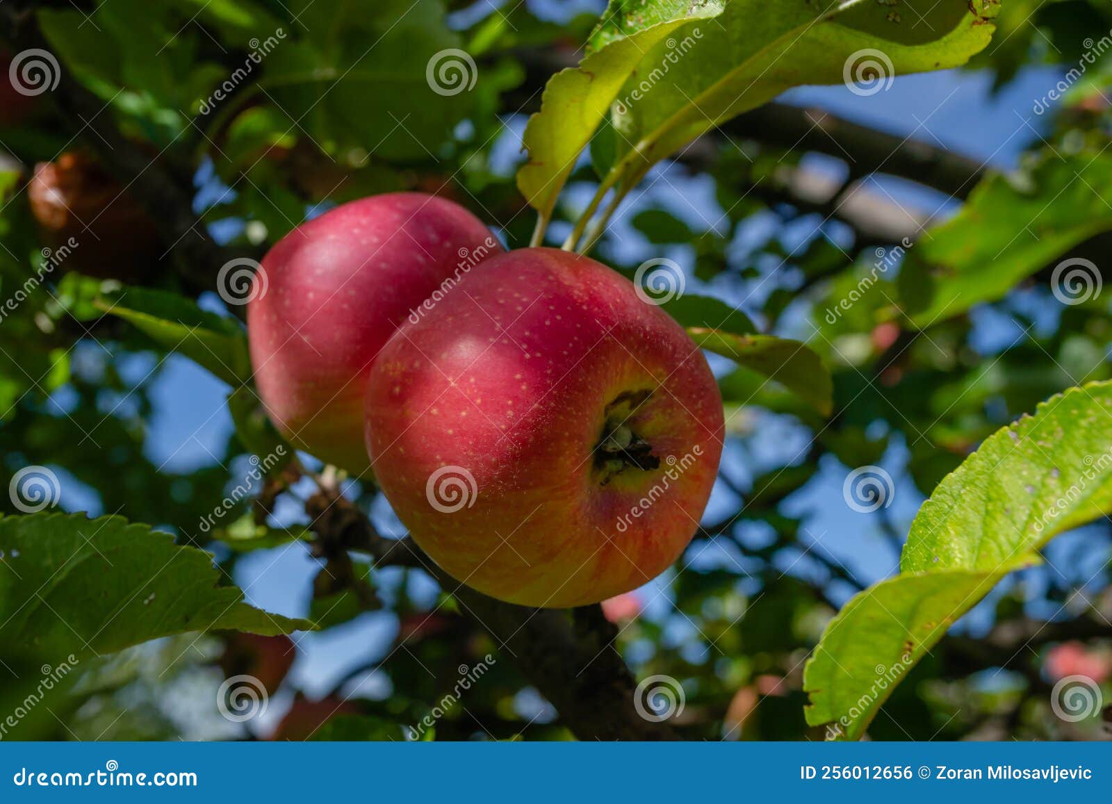 Canopy of an Apple Tree with Ripe Red Fruits Stock Photo - Image of ...