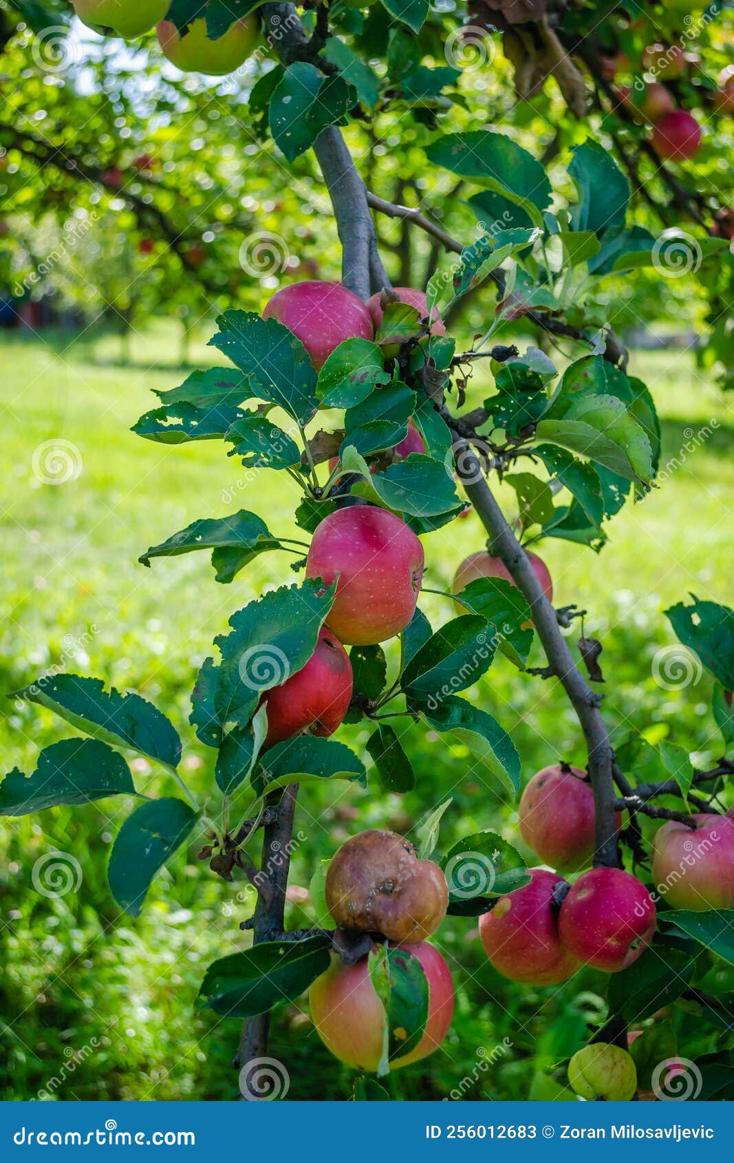 Canopy of an Apple Tree with Ripe Red Fruits Stock Image - Image of ...