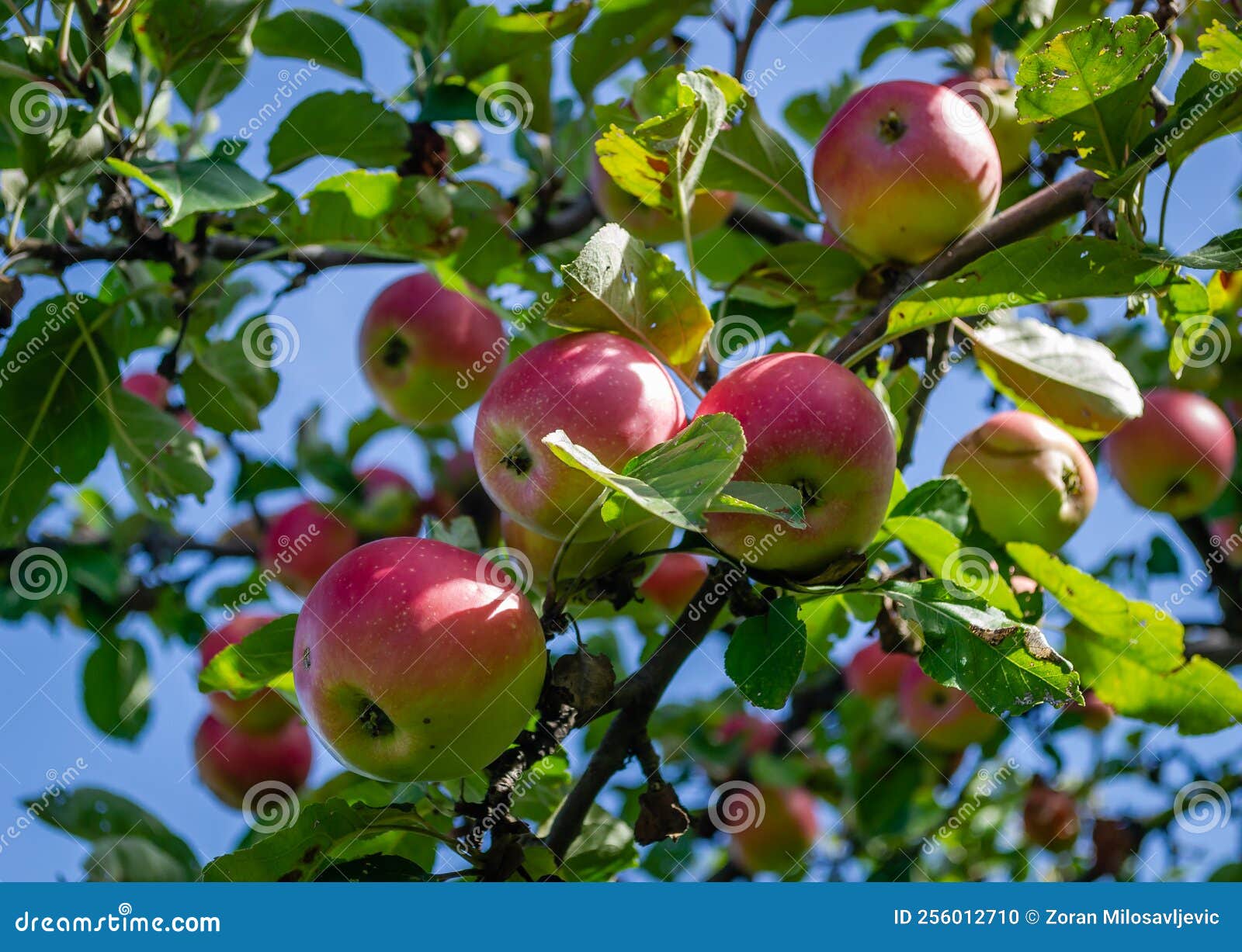 Canopy of an Apple Tree with Ripe Red Fruits Stock Photo - Image of ...