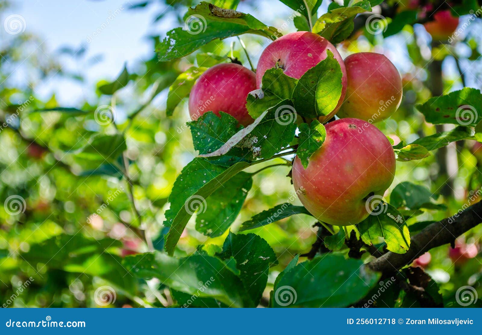 Canopy of an Apple Tree with Ripe Red Fruits Stock Photo - Image of ...