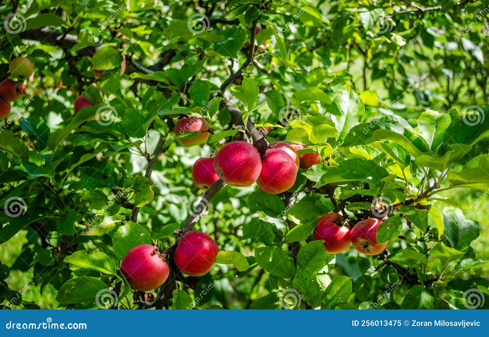Canopy of an Apple Tree with Ripe Red Fruits Stock Image - Image of ...