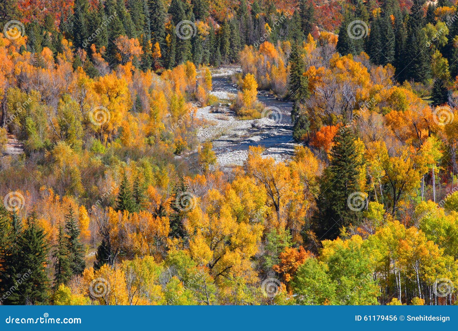 Canopy of autumn trees stock photo. Image of horizontal - 61179456