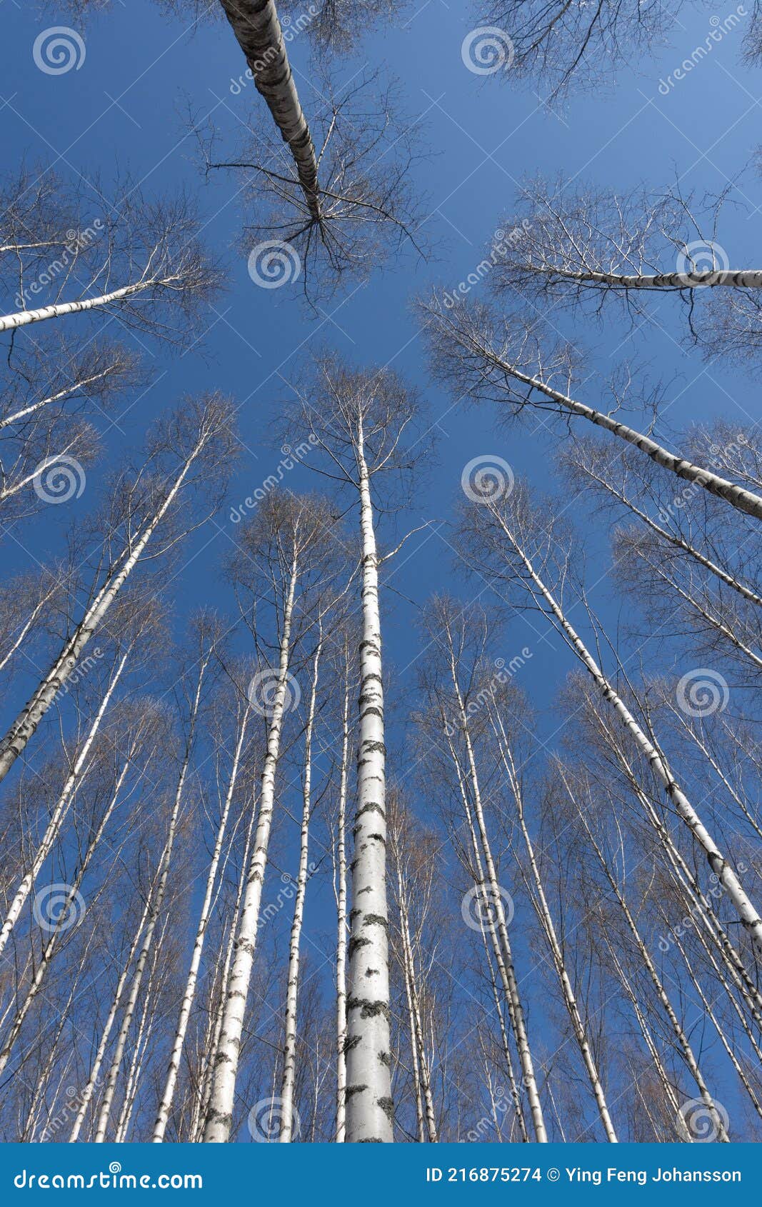 Canopy of Bare Birch Trees on Bright Blue Sky Stock Photo - Image of ...