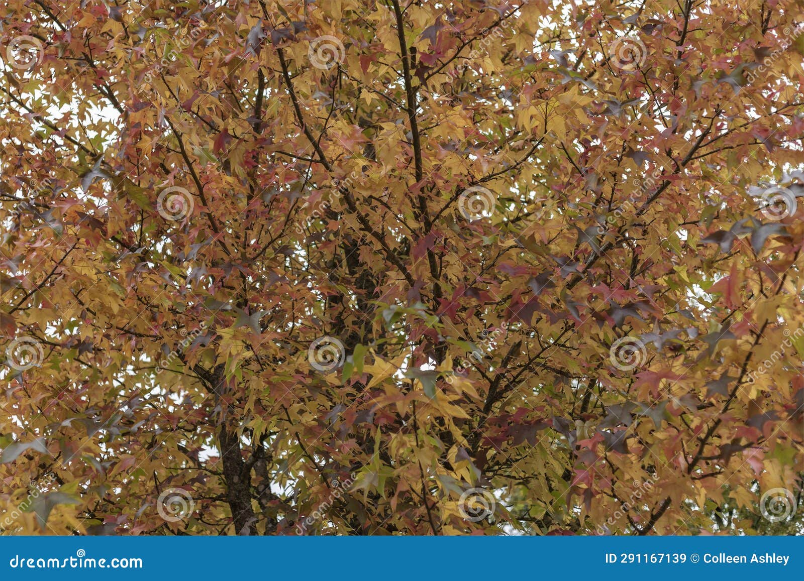 Canopy of a Beautiful Tree Changing Colour in Autumn Stock Image ...