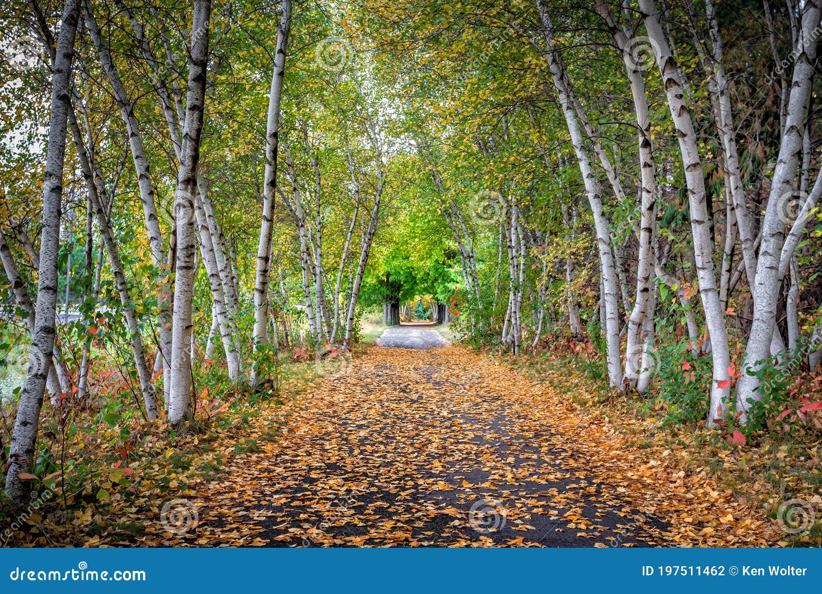 Canopy of Birch Trees in Autumn on Path Stock Photo - Image of leaves ...