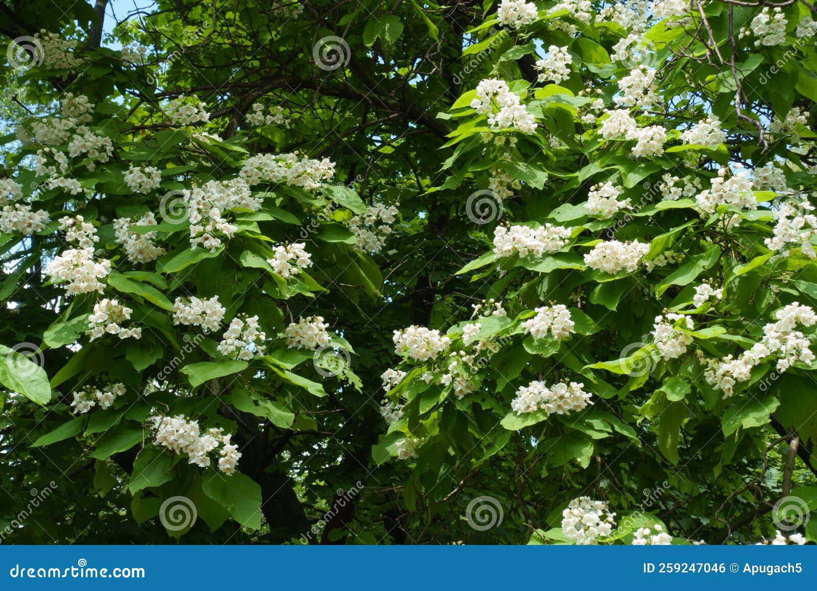 Canopy of Blossoming Catalpa Tree in June Stock Photo - Image of ...