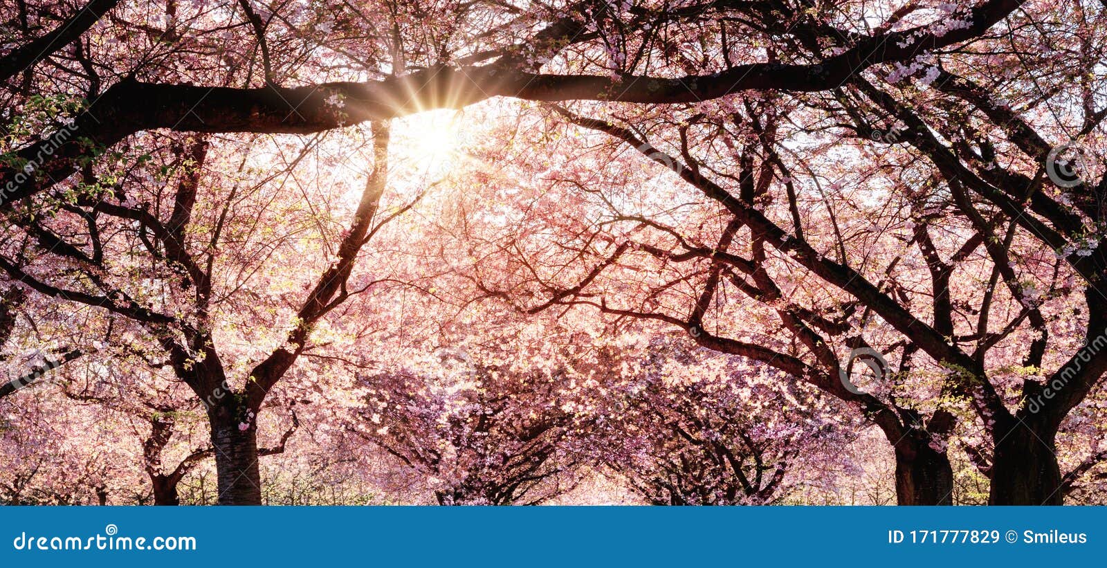 Canopy of Blossoming Cherry Trees and the Sun Stock Image - Image of ...