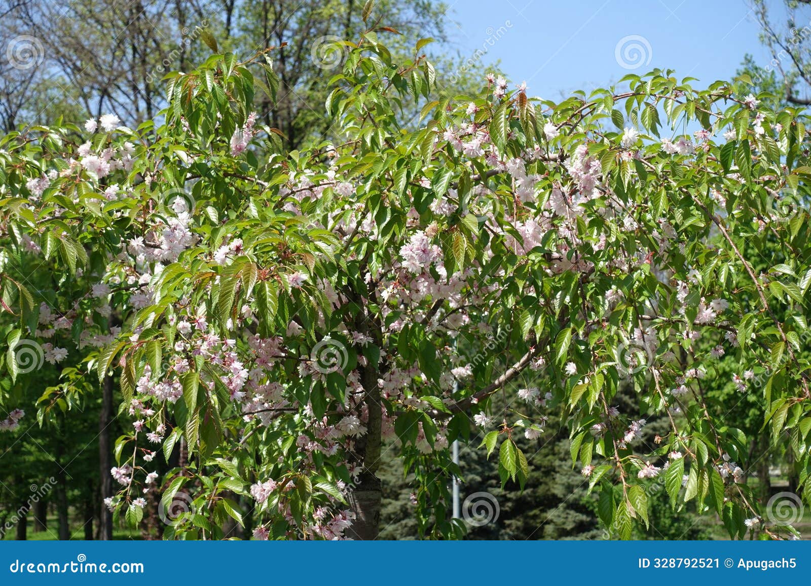 Canopy of Blossoming Kiku Shidare Sakura Tree in May Stock Image ...