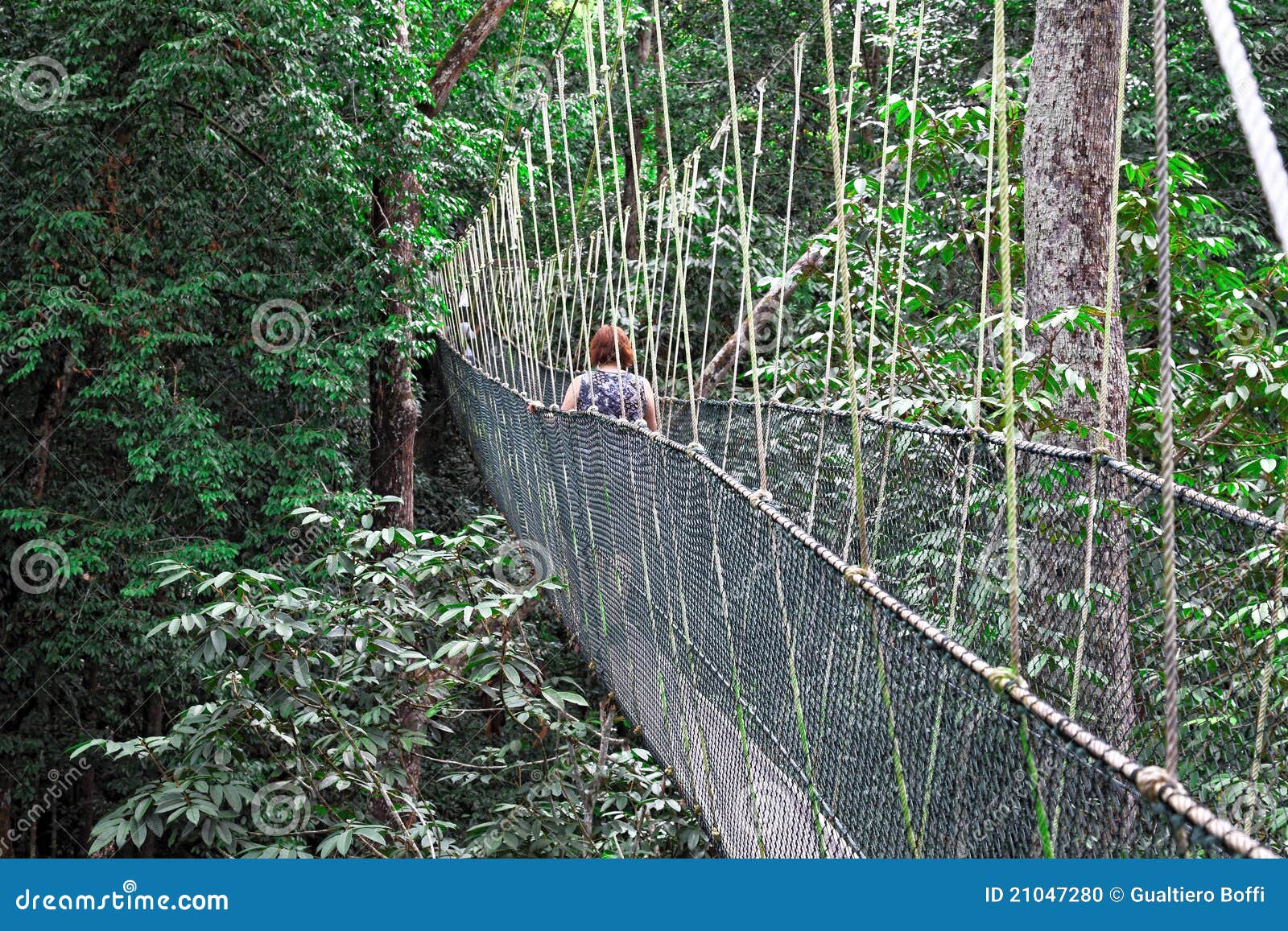 Canopy Bridge Of Canopy Park In Jewel Changi Airport Royalty-Free Stock ...
