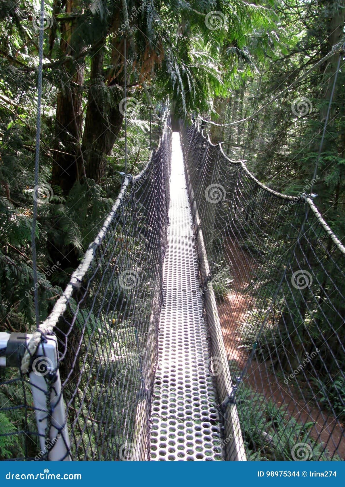 Canopy bridge stock photo. Image of plant, canada, deep - 98975344