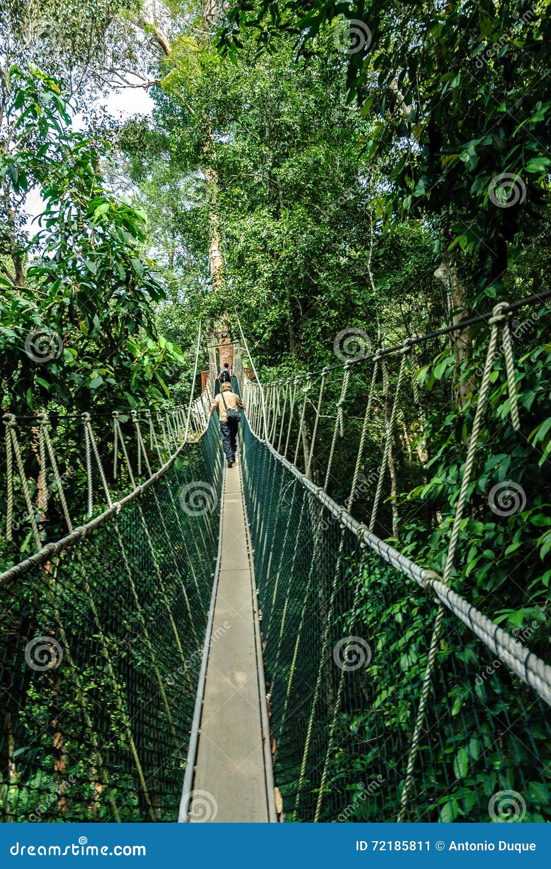 Canopy bridge editorial photo. Image of walkaway, tourism - 72185811