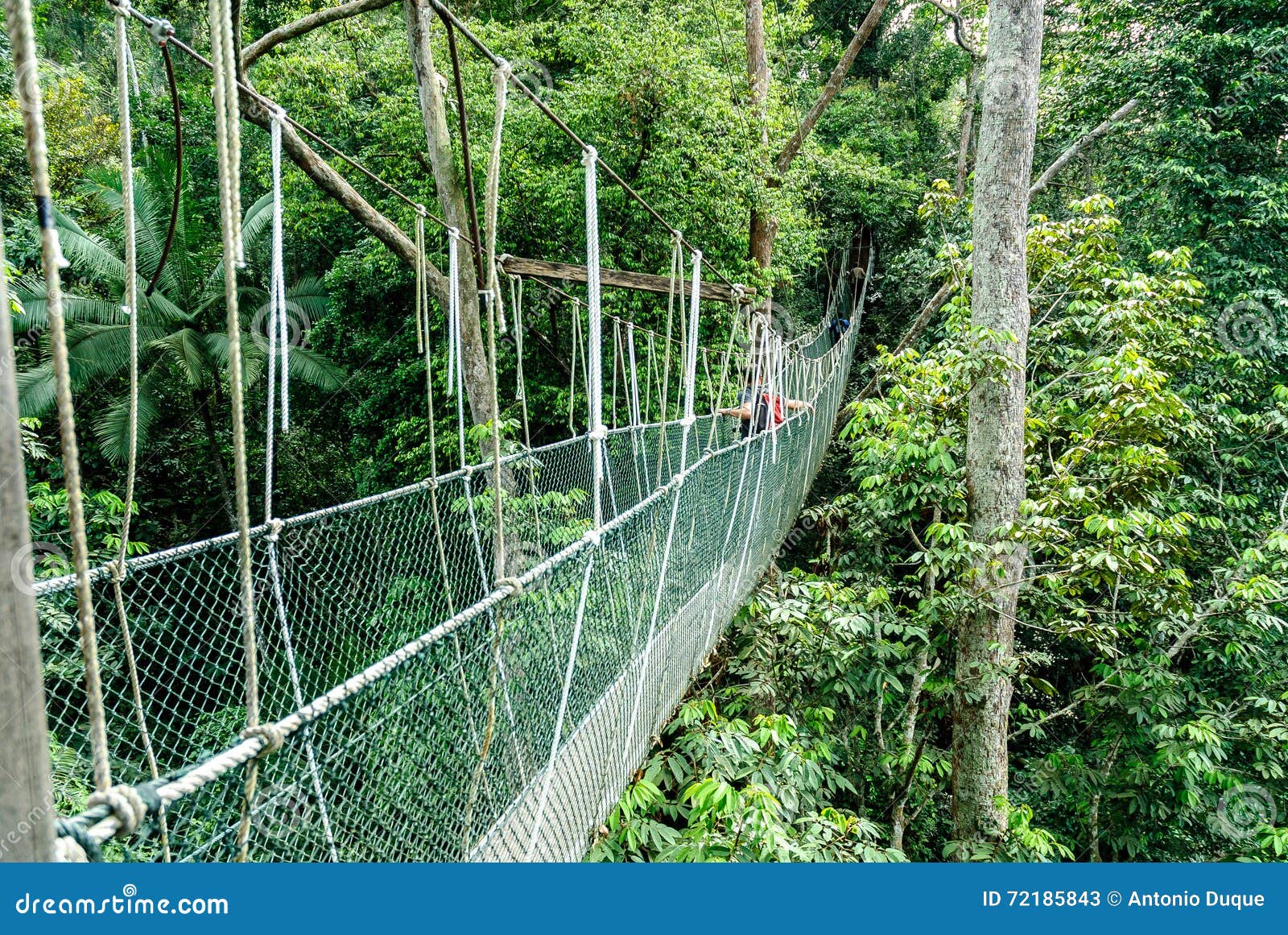Canopy bridge stock image. Image of national, green, shady - 72185843