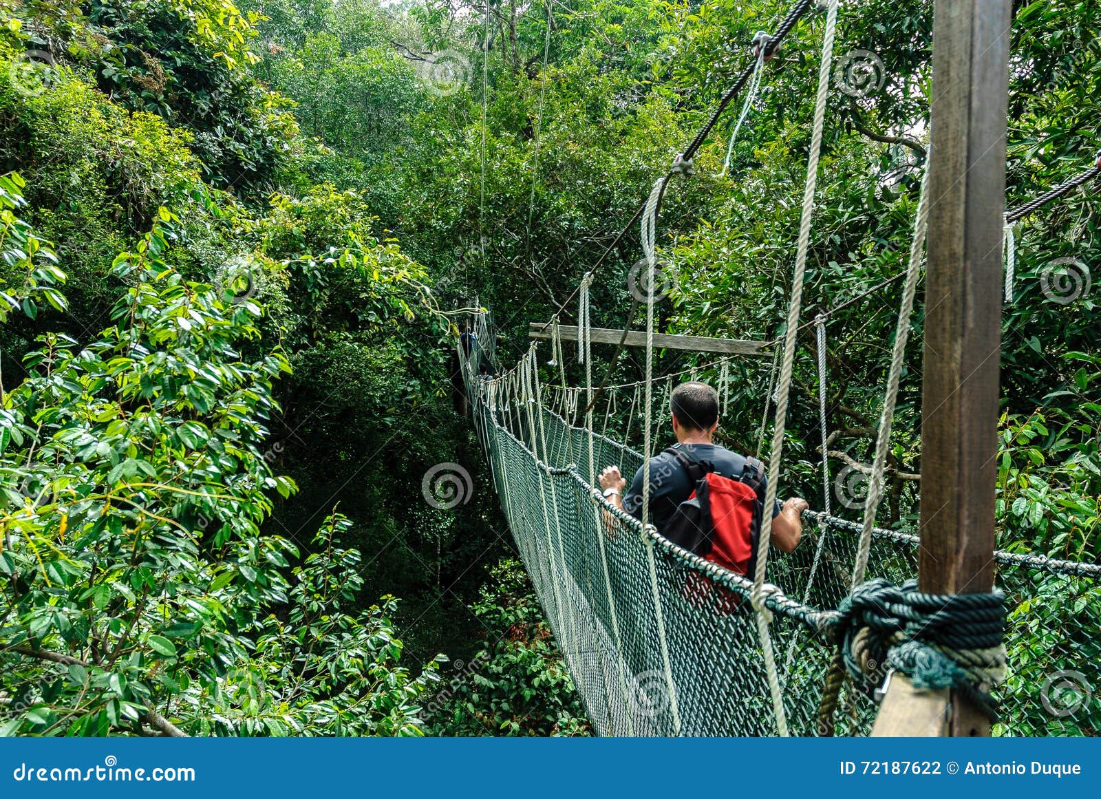 Canopy bridge editorial photography. Image of negara - 72187622