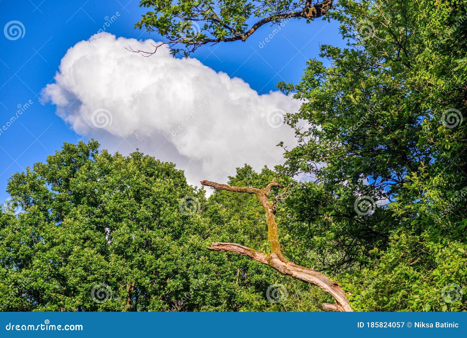 Canopy and cloud stock image. Image of outside, bright - 185824057