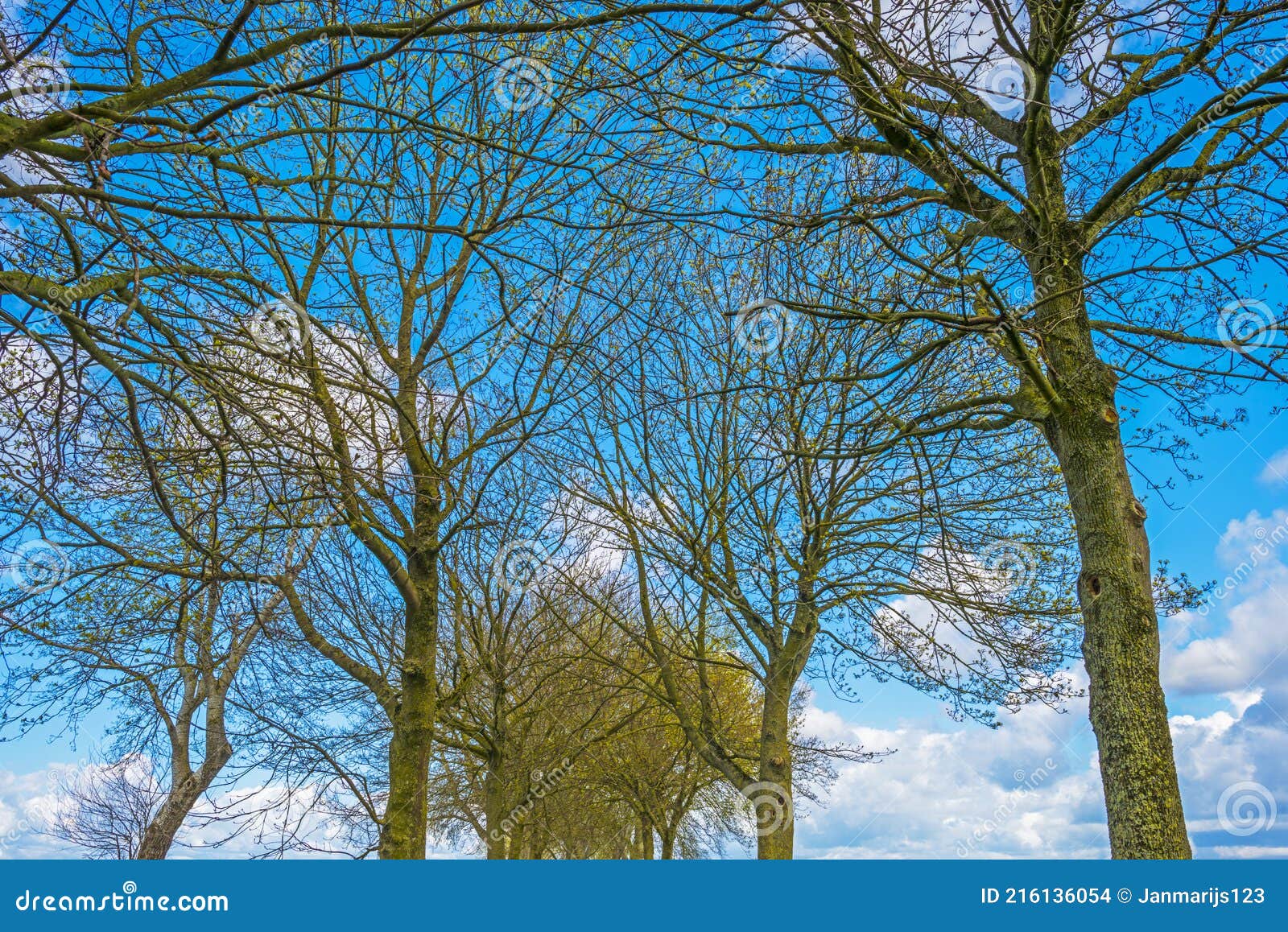 Canopy of Deciduous Trees Below Grey White Cumulus Clouds in a Blue Sky ...
