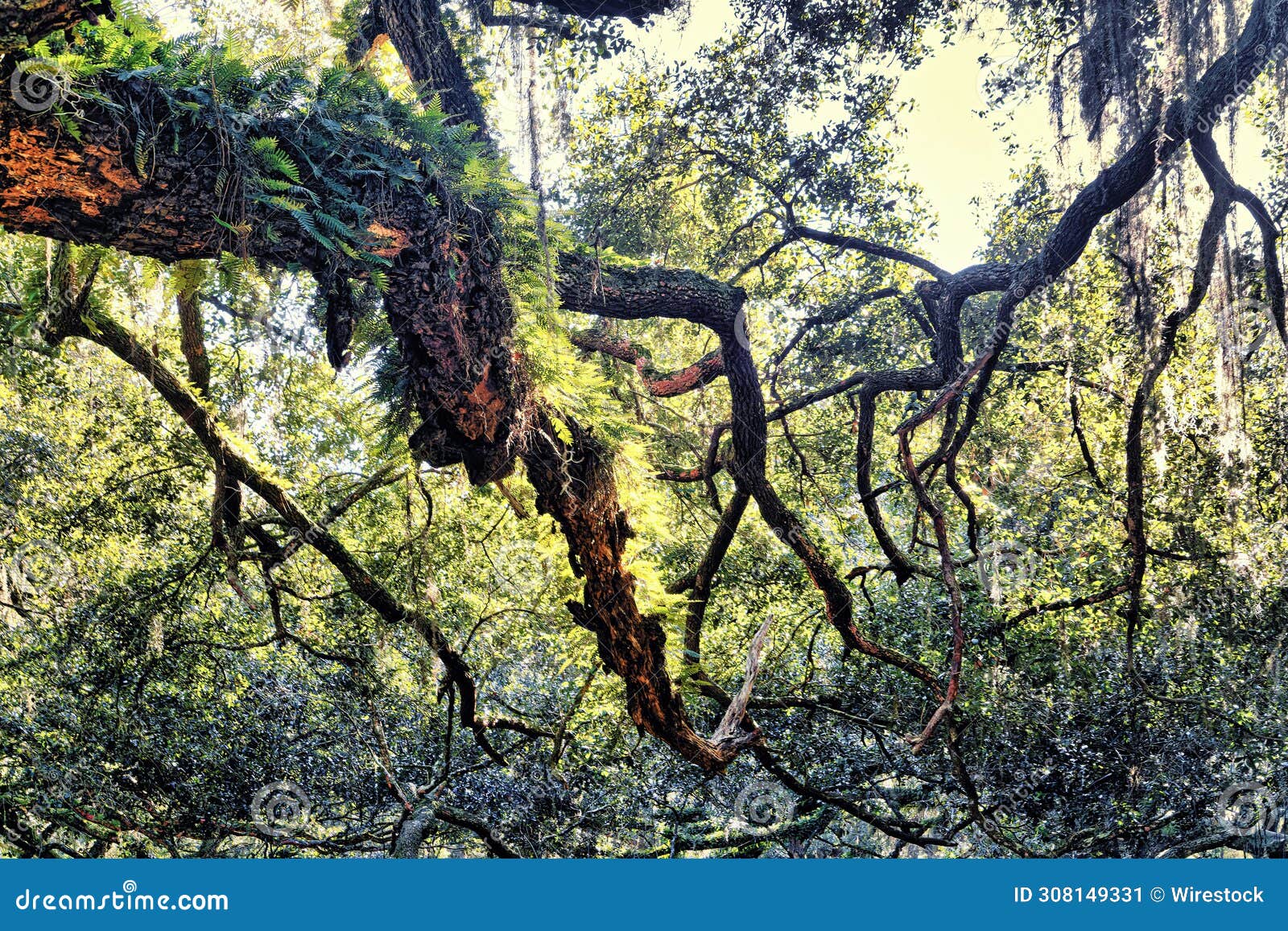 Canopy of the Forest with Great Ancient Oak Trees Stock Image - Image ...