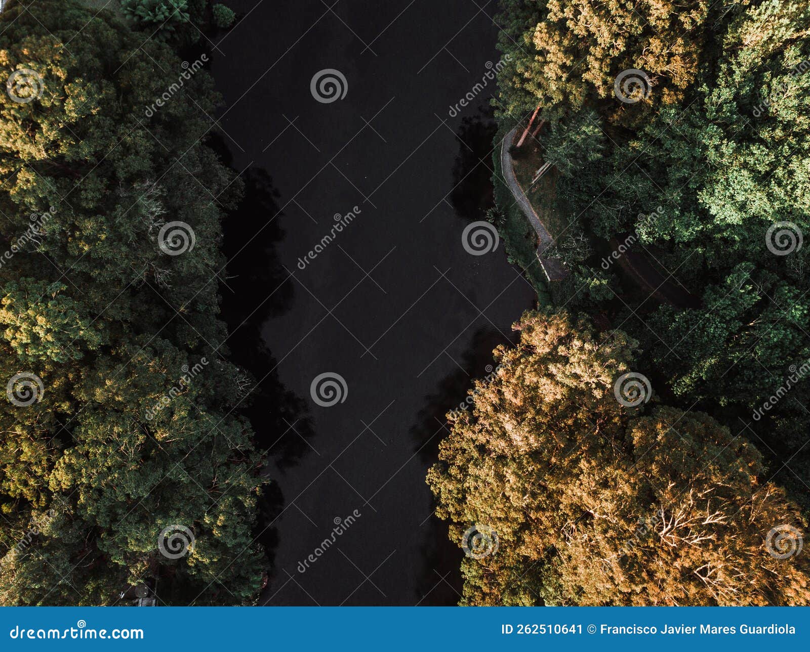 Canopy of Forest Trees and River Water Stock Image - Image of lake ...