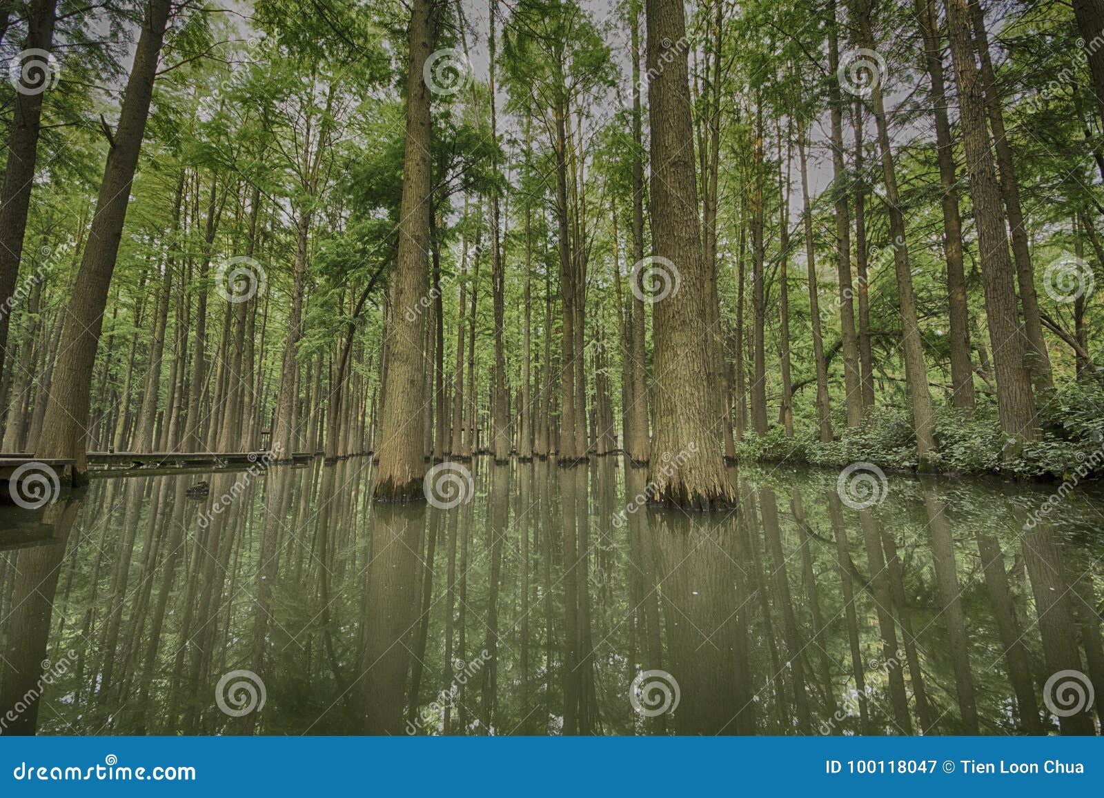 Canopy of a Forest on Water Stock Image - Image of peaceful, attraction ...