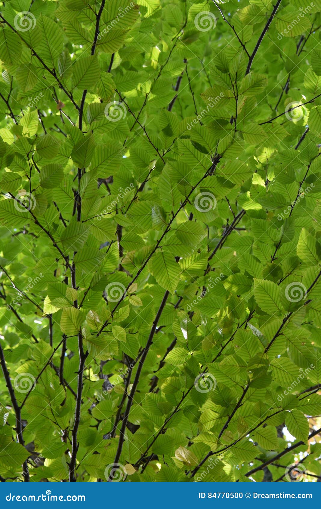 Canopy of Green stock photo. Image of green, tree, spring - 84770500