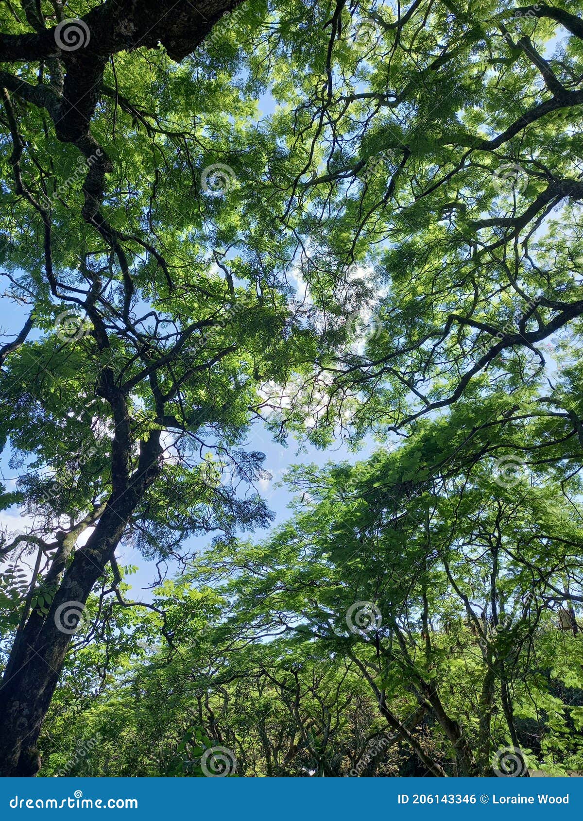 Canopy of Green Leaves stock photo. Image of sheltered - 206143346