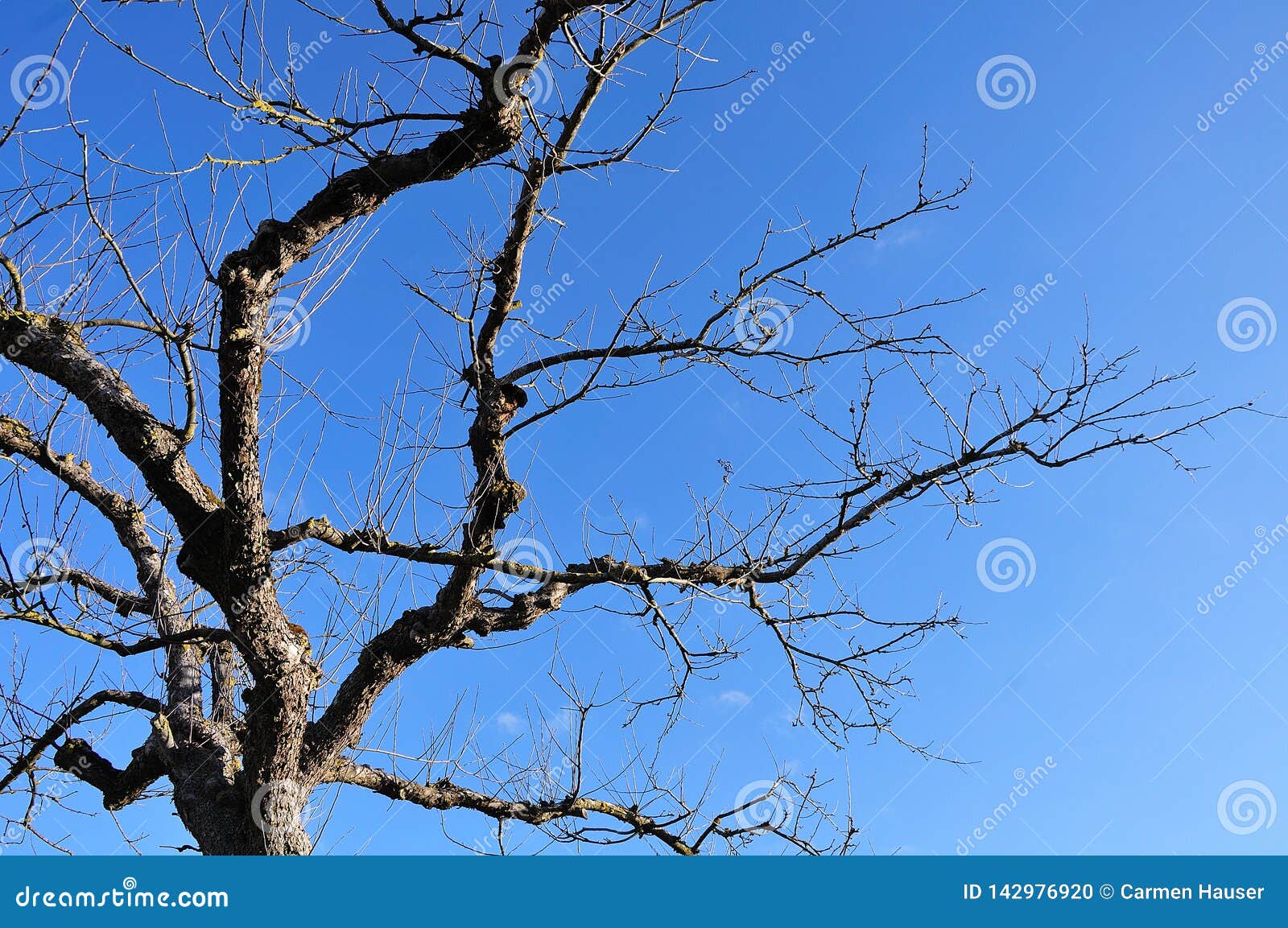 Leafless Canopy of an Apple Tree in Springtime Stock Photo - Image of ...