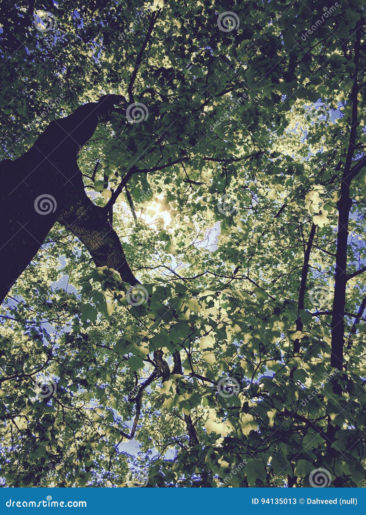 Canopy stock image. Image of canopy, tree, trunk, branches - 94135013