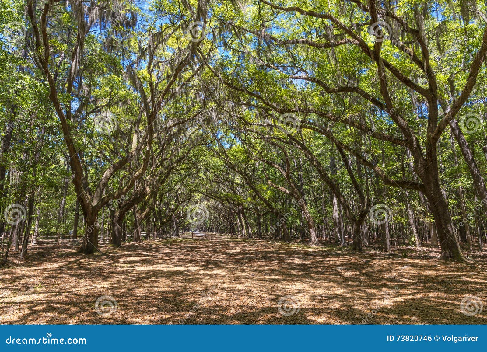 13,642 Old Canopy Stock Photos - Free & Royalty-Free Stock Photos from ...