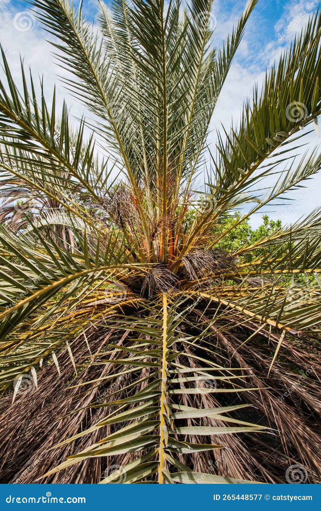 The canopy of a palm tree stock image. Image of angle - 265448577