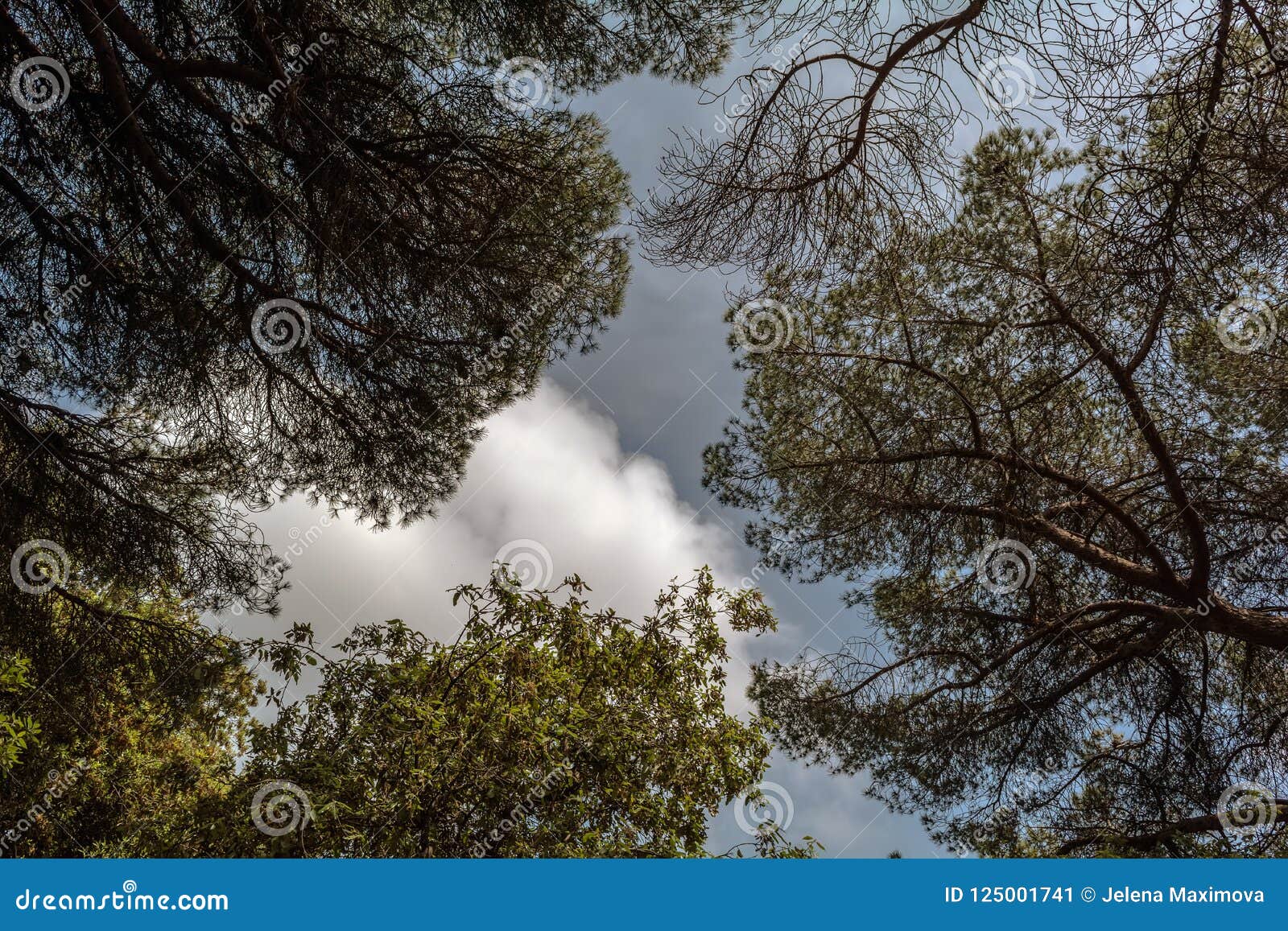 The Canopy of Pines Framing a Blue Sky Stock Image - Image of botanical ...