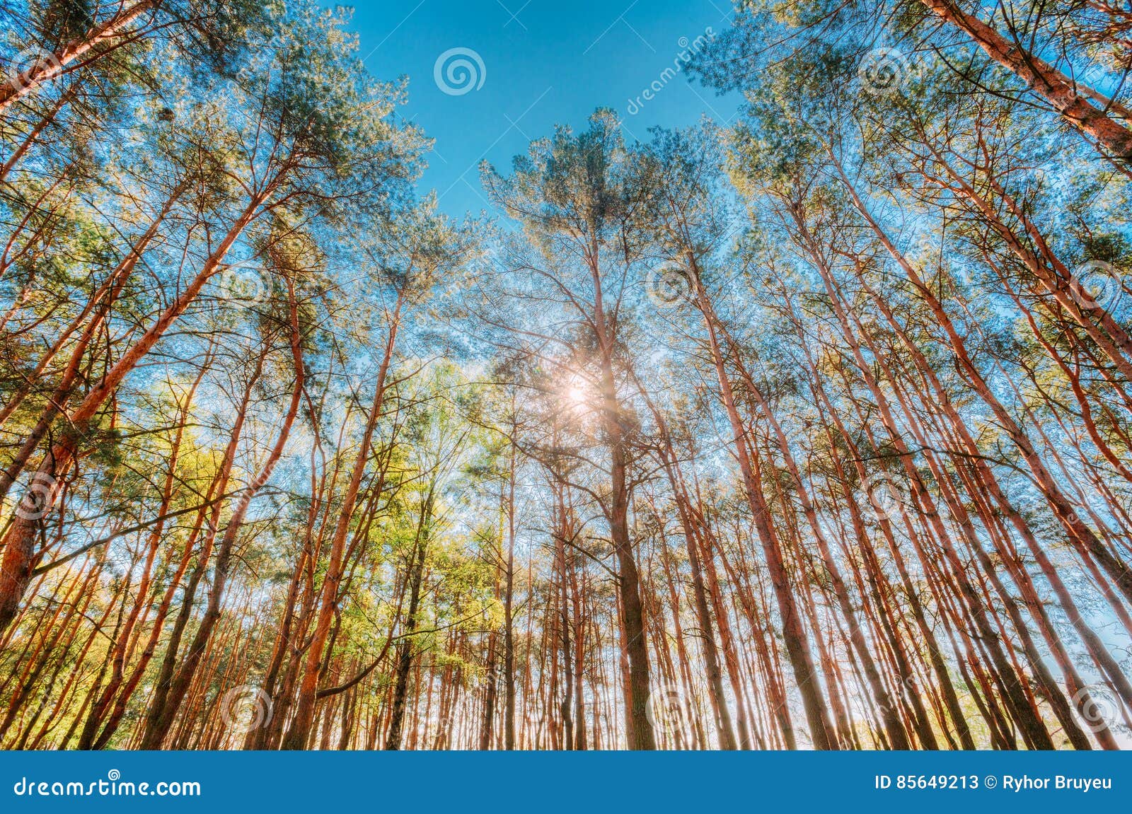 Canopy of Pines Trees. Upper Branches of Woods in Coniferous for Angle ...