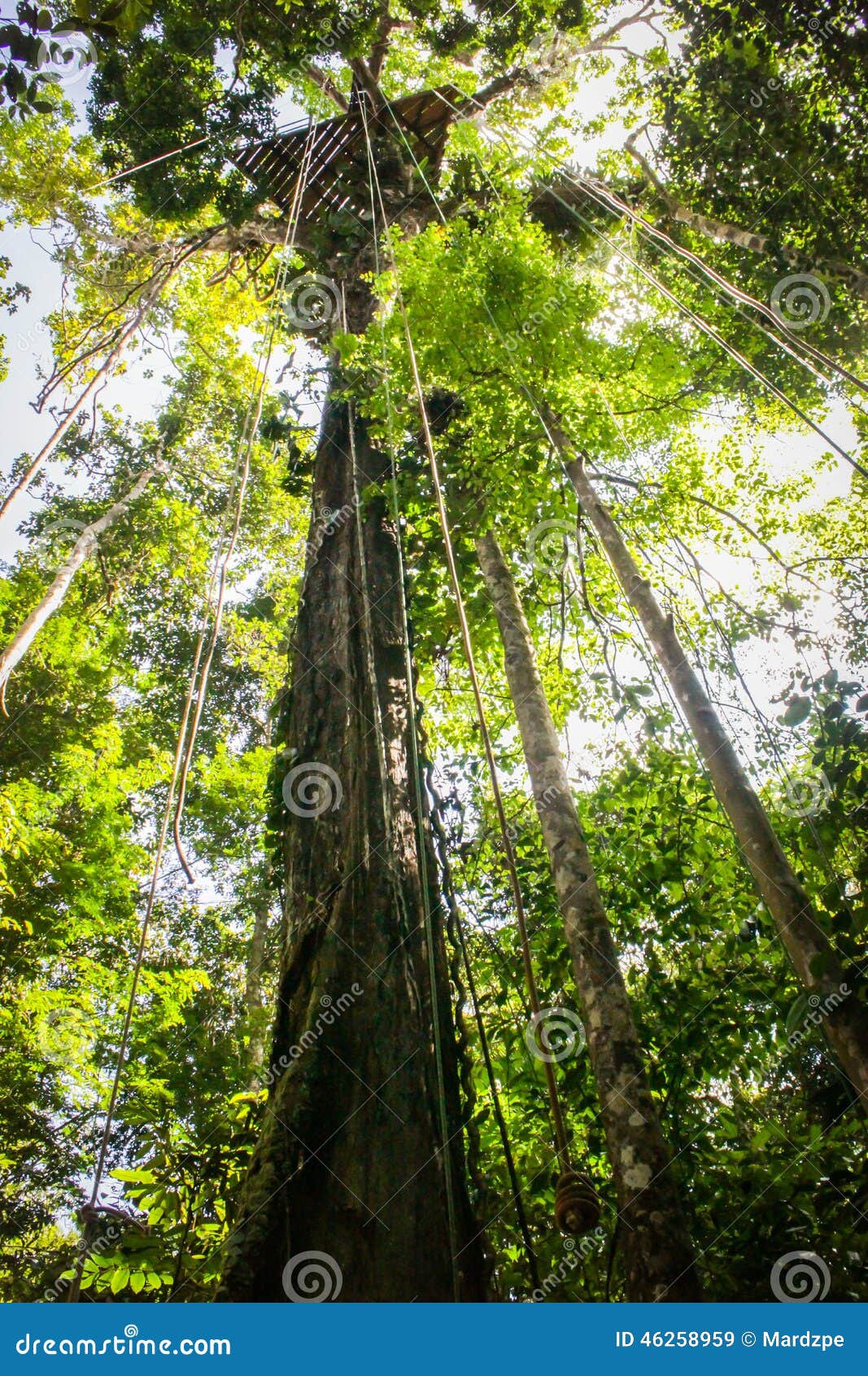 Canopy Ropes at Amazon Jungle Stock Image - Image of motion, jungle ...