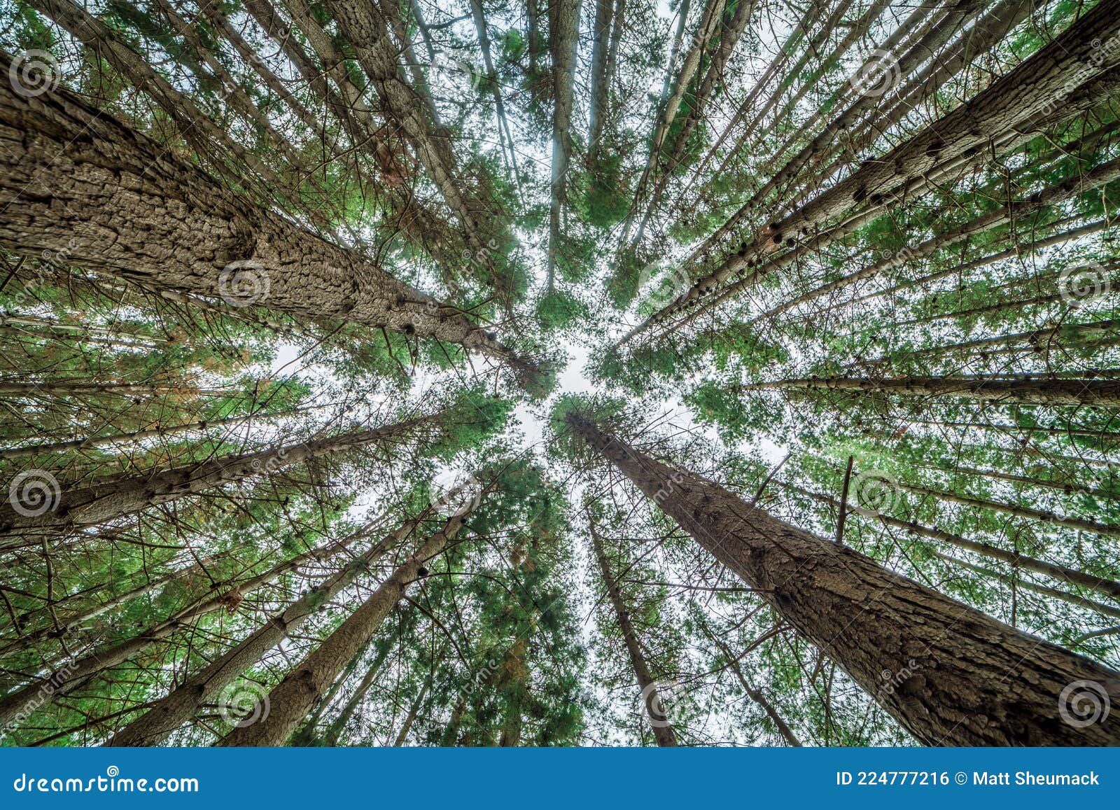 Canopy shyness stock photo. Image of pines, touch, zealand - 224777216