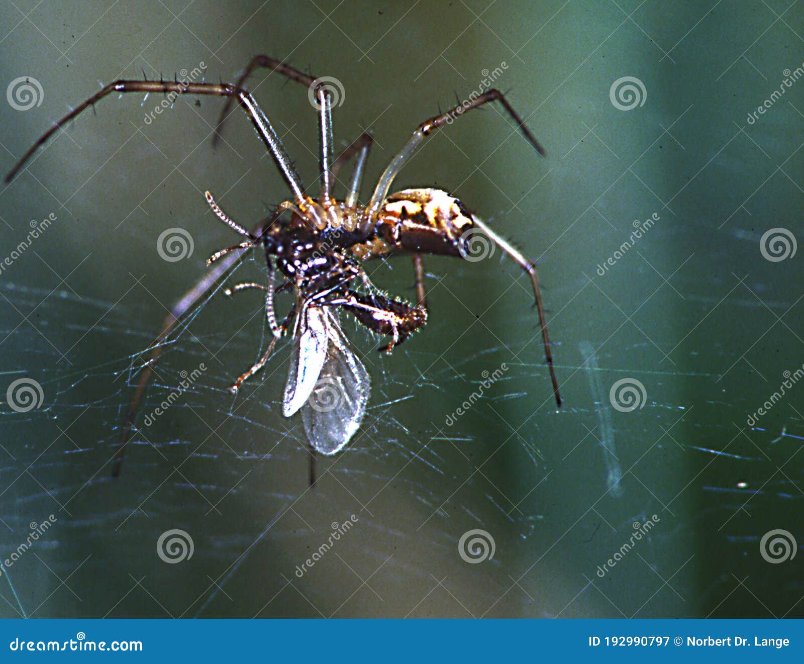 Canopy spider on the web stock image. Image of prey - 192990797