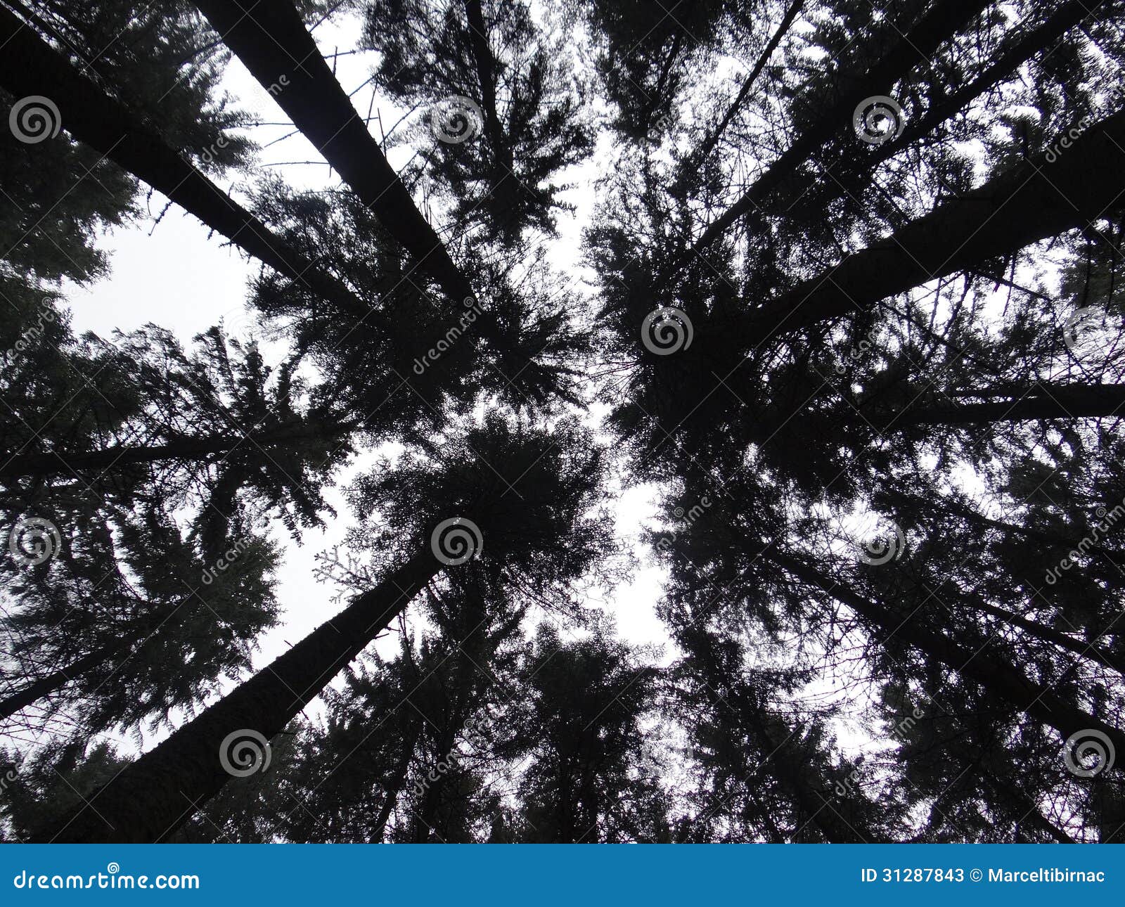 Canopy Structure of Silver Fir (Abies Alba) Forest Stock Image - Image ...