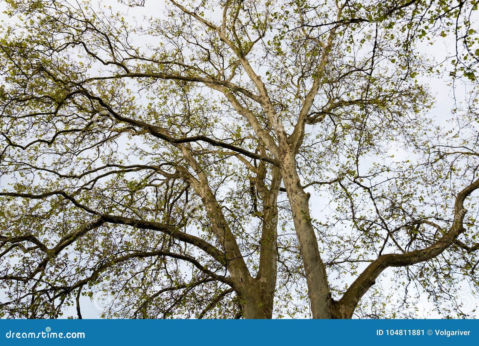 Canopy of Sycamore Trees, Natural Background Stock Image - Image of ...