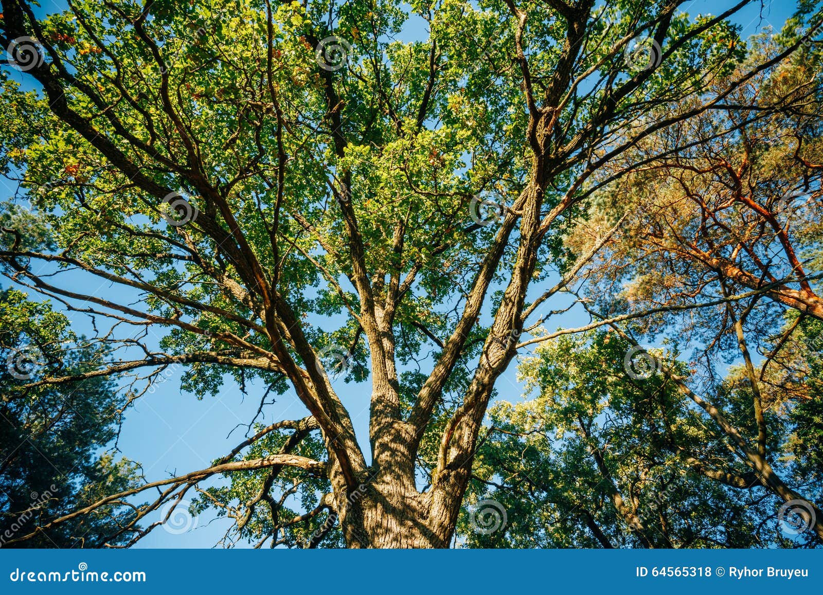 Canopy of Tall Oak Tree. Sunny Deciduous Forest Stock Photo - Image of ...