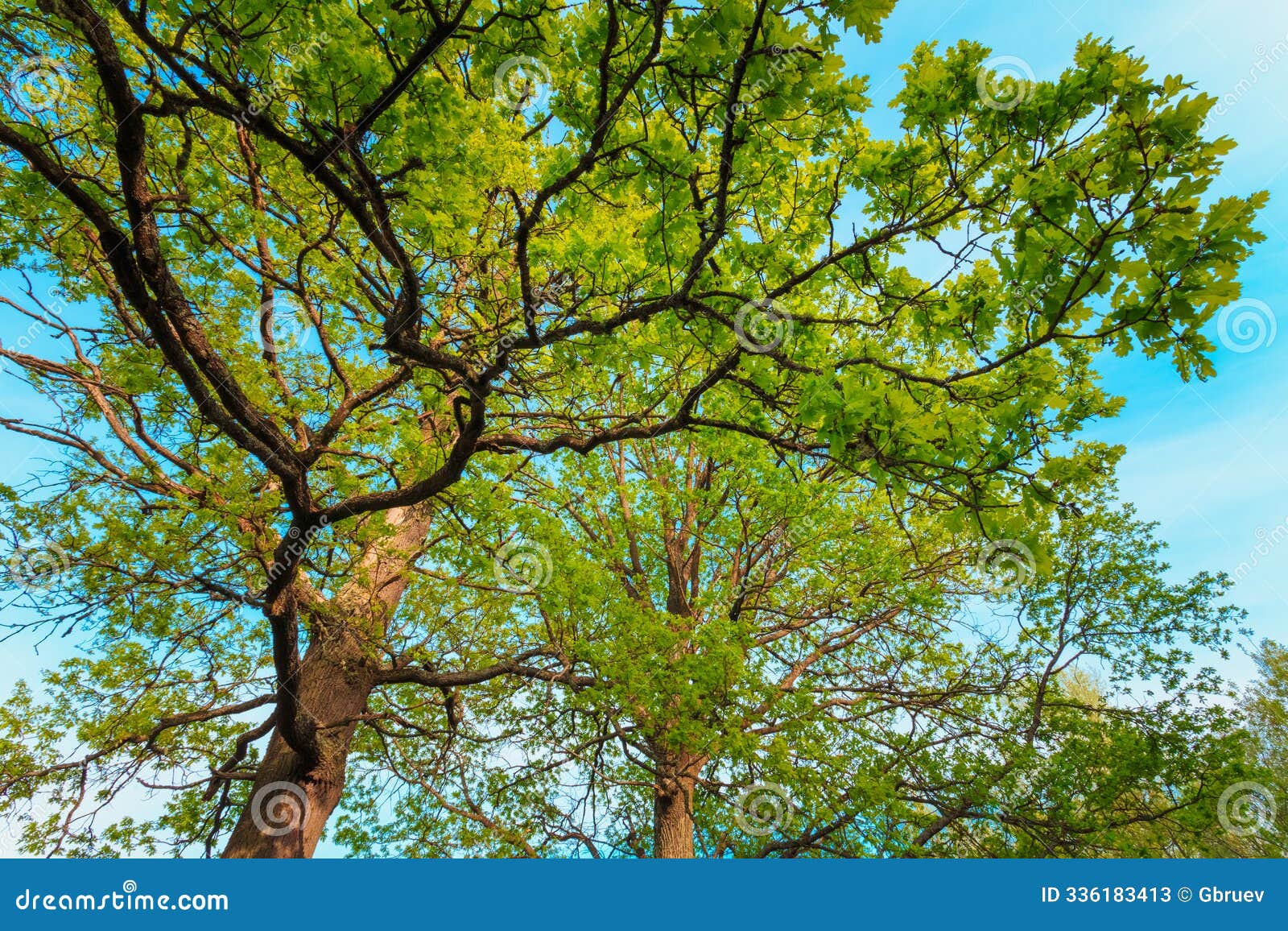 Canopy of Tall Oak Trees. Upper Branches of Tree Stock Image - Image of ...