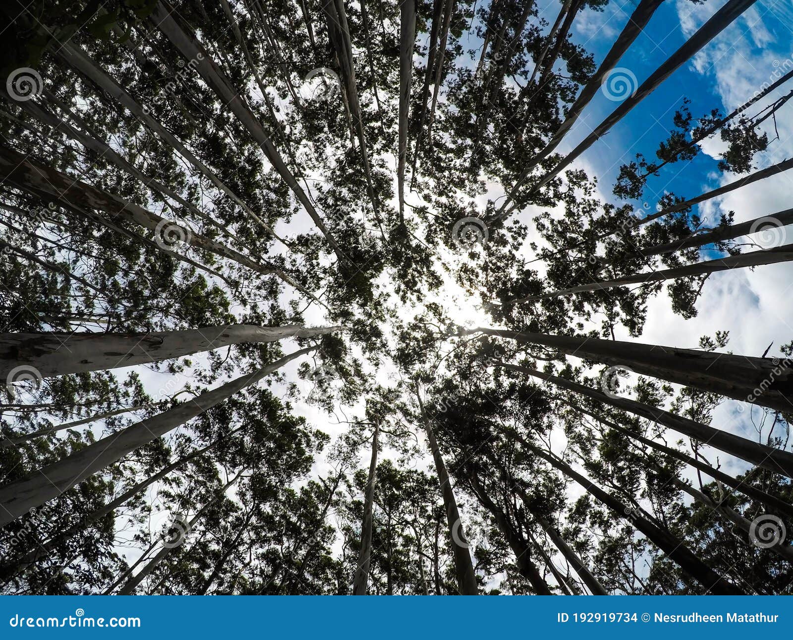Canopy of Tall Pine Trees Low Angle View Stock Photo - Image of pine ...
