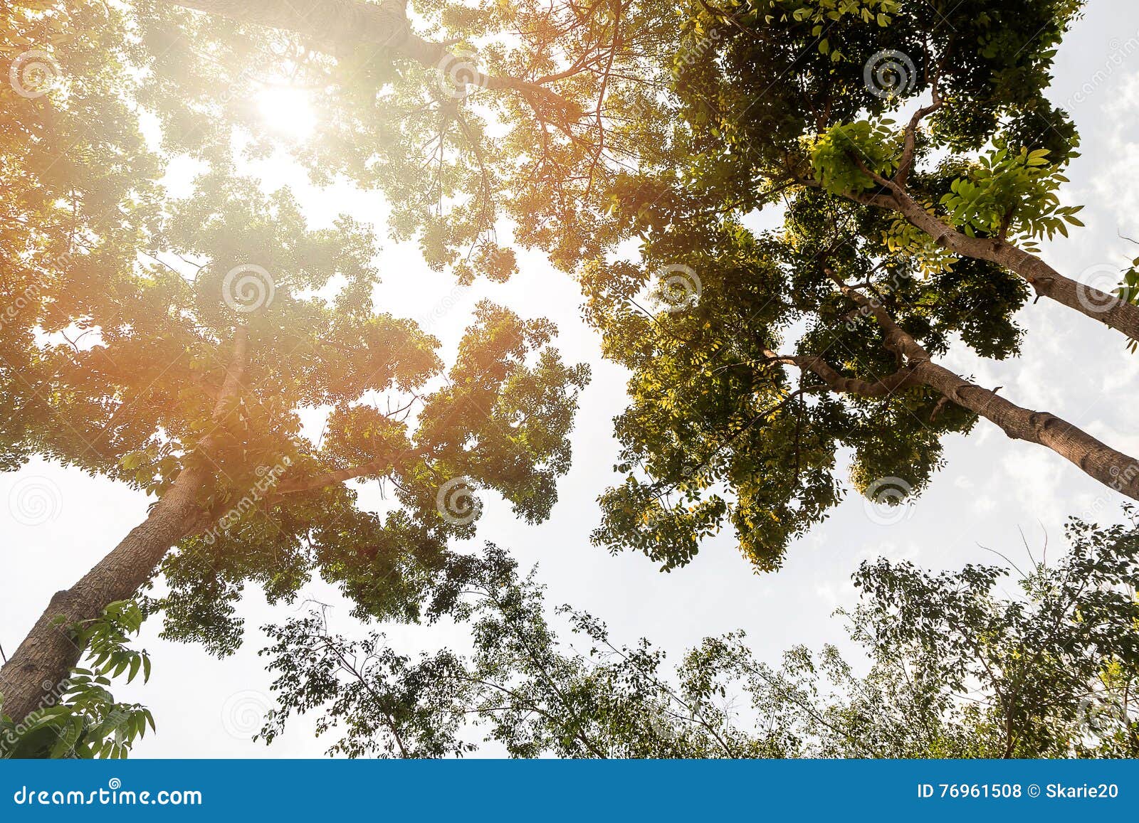 The Canopy of Tall Trees Framing a Clear Blue Sky Stock Photo - Image ...