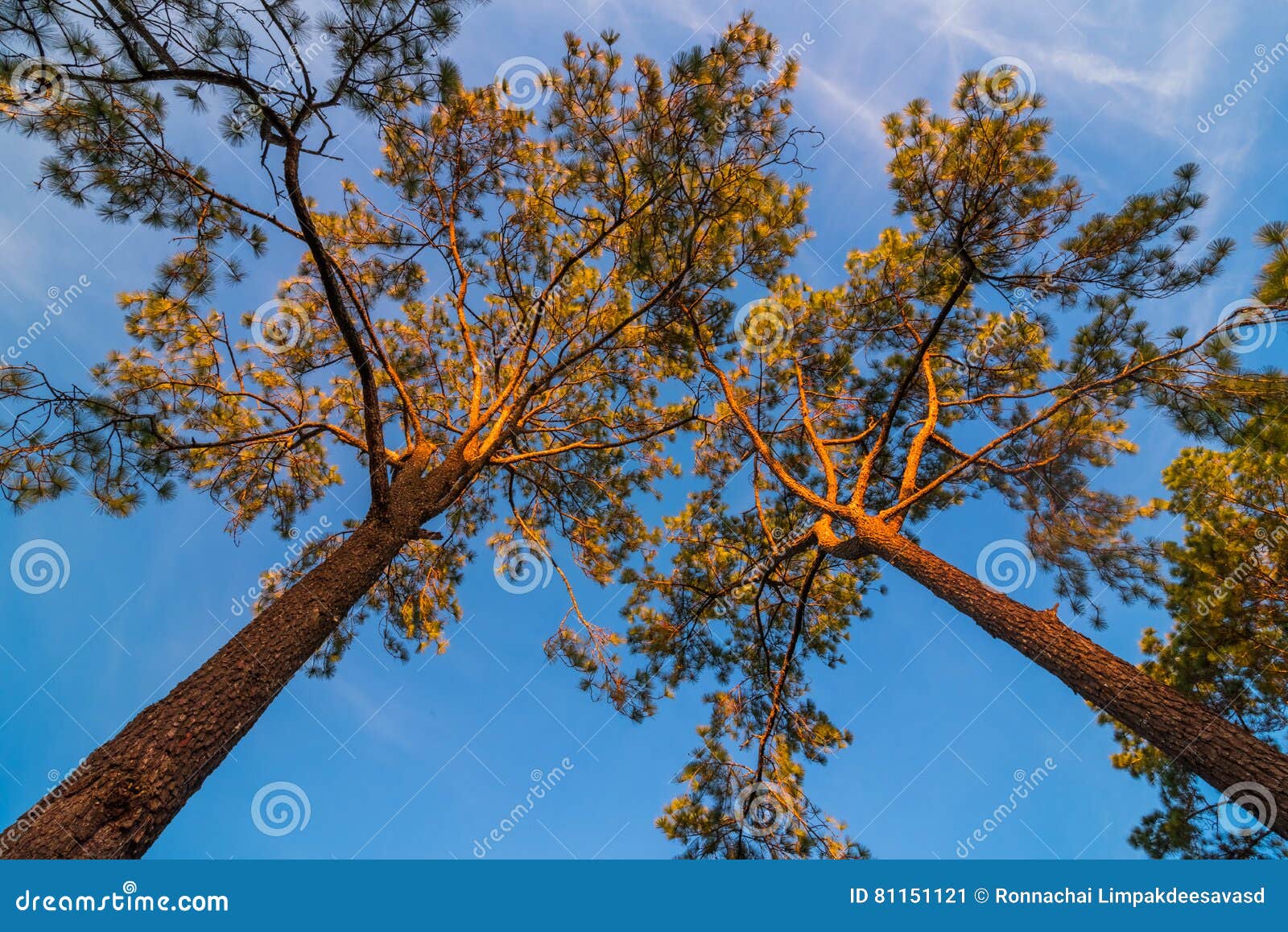 The Canopy Of Tall Trees Framing A Clear Blue Sky Royalty-Free Stock ...