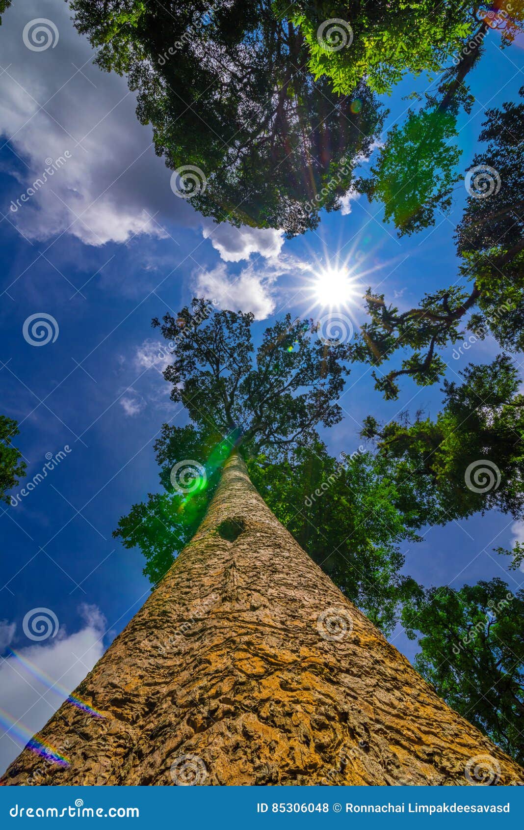 The Canopy of Tall Trees Framing a Clear Blue Sky Stock Photo - Image ...